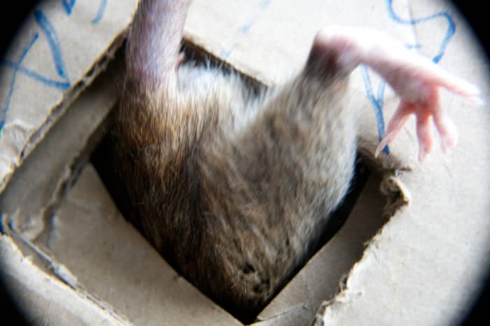 How to Create DIY Toys and Features for Your Rats’ Enclosure - PetHelpful