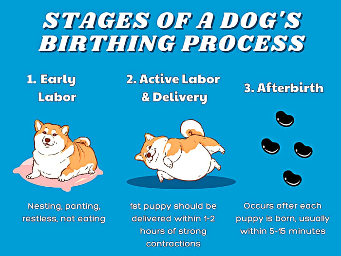 Understanding the 3 Stages of a Dog's Birthing Process - PetHelpful