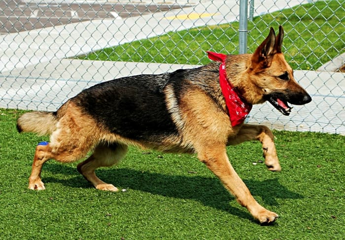 How to Train a Guard Dog for Personal Protection (Five Tips) - PetHelpful