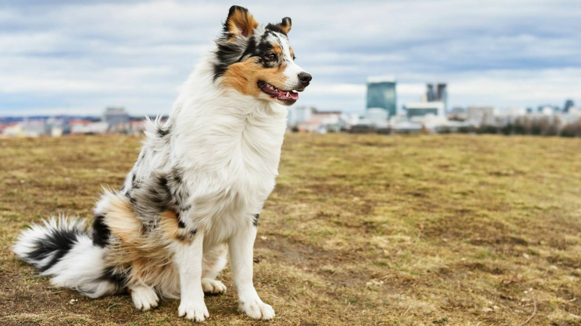 Australian Shepherds: Medium-Sized Dogs With Big Personalities - PetHelpful