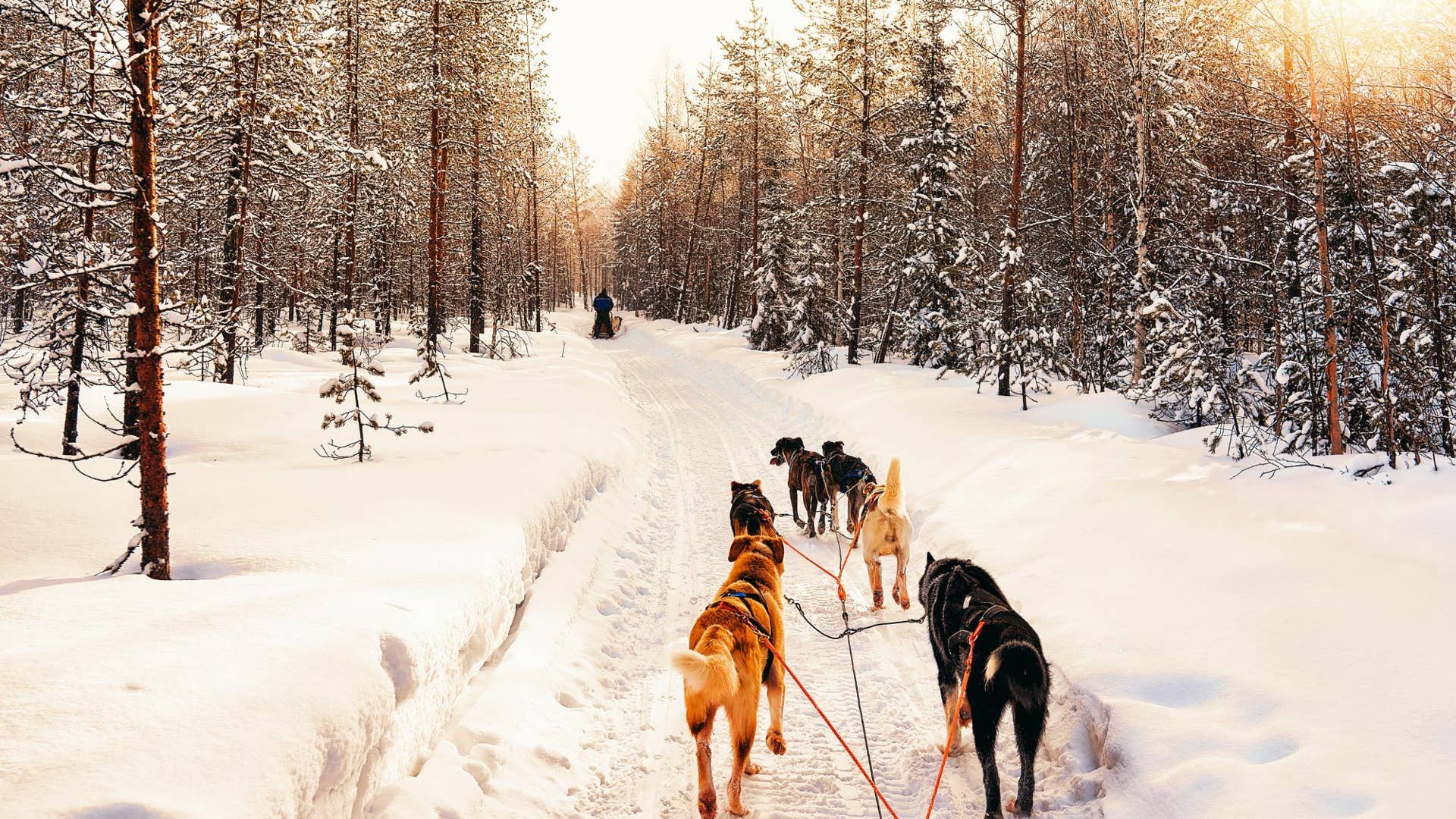 The Chinook Breed: Understanding Their Unique Characteristics and ...