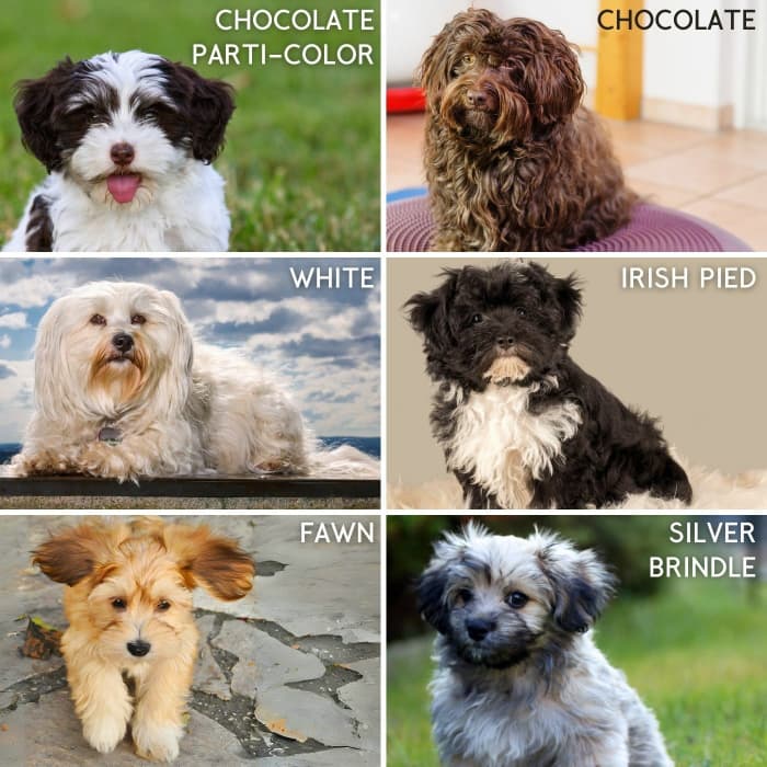 The Havanese: A Guide to This Lively and Loving Breed - PetHelpful