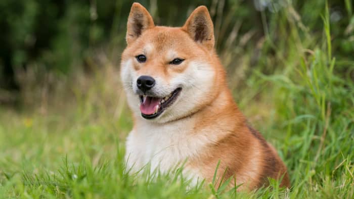 The Ultimate Guide to Shiba Inu Dogs: Breed Traits, Training Tips, and ...