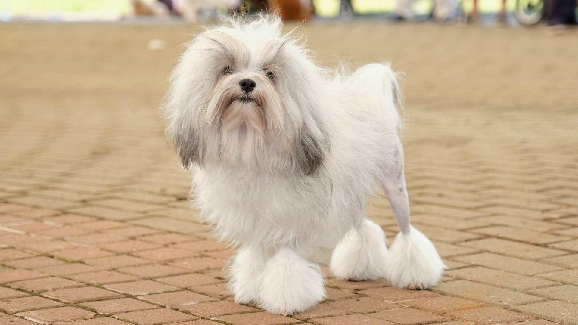 Löwchen: The “Little Lion” Dog Breed With an Affectionate Personality ...