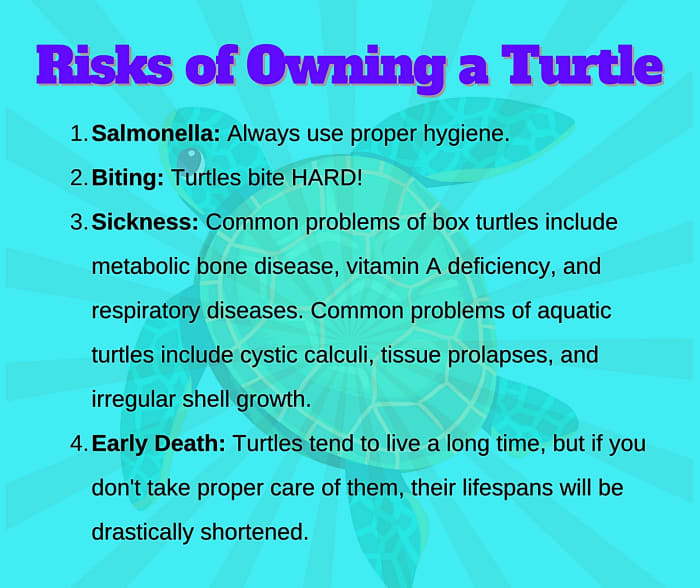 The Dos and Don'ts of Turtle Care - PetHelpful