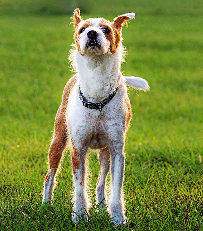 Why Do My Dog's Front Paws Turn Out? - PetHelpful