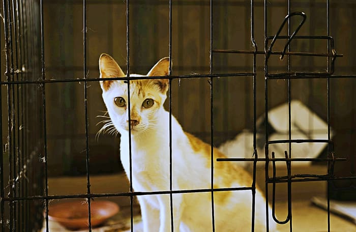 Caging Cats: When and Why It's Necessary - PetHelpful