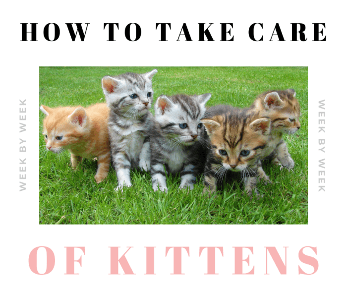 How to Take Care of Newborn Kittens: Week by Week - PetHelpful