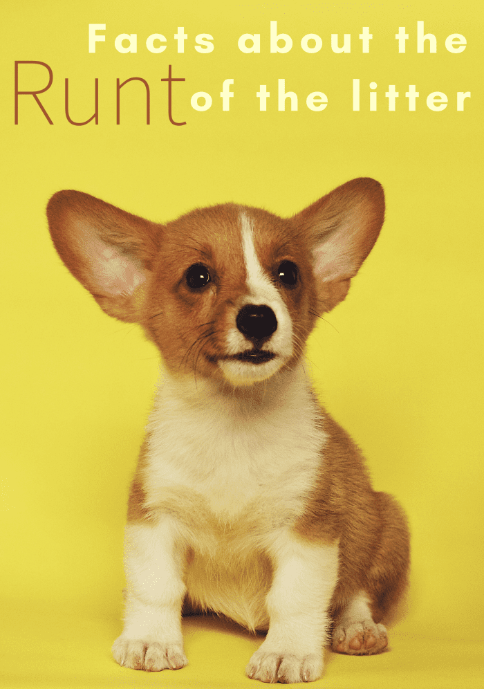 Interesting Facts and Myths About the Runt of the Litter - PetHelpful