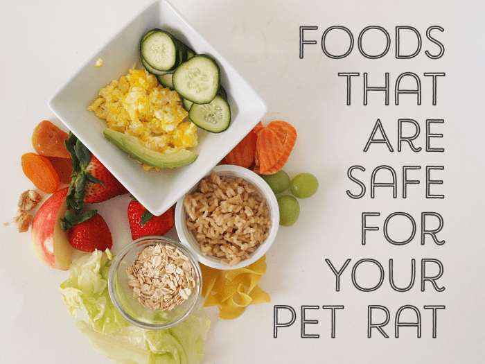 A List of Safe and Dangerous Foods for Your Pet Rat - PetHelpful