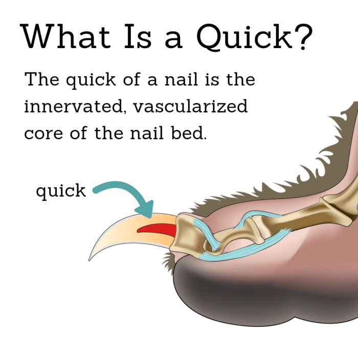 How to Make a Dog's Nail Quick Recede - PetHelpful