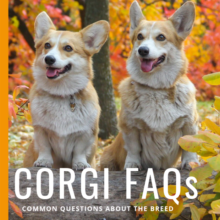 Welsh Corgi Breed Information: What You Really Need to Know - PetHelpful