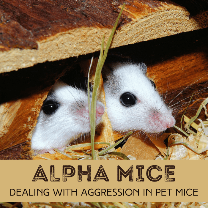 Alpha Mouse: How to Tell if Your Mice Are Fighting or Playing - PetHelpful