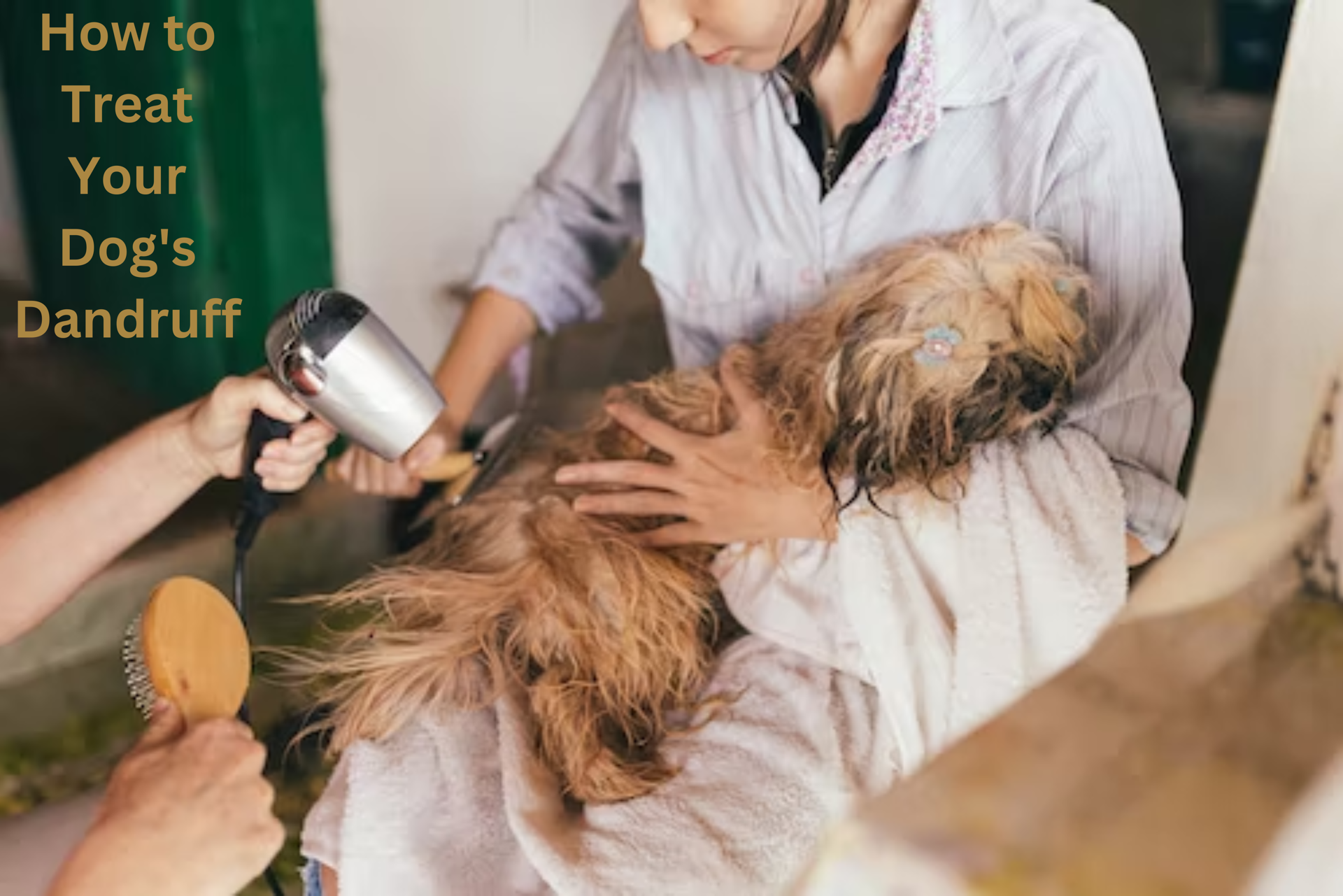 4 Types of Dandruff in Dogs & Easy Ways to Control It at Home - PetHelpful