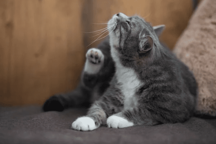 Why Is My Cat Scratching Its Ears and Shaking Its Head? - PetHelpful