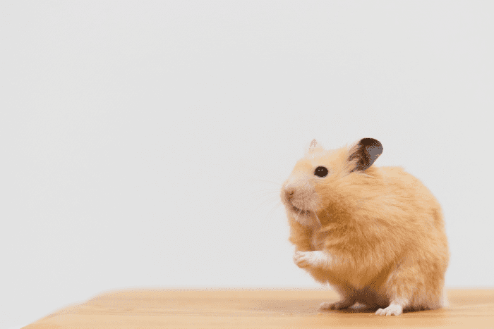 My Hamster Has a Lump: Signs of an Abscess - PetHelpful