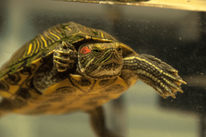 Turtle Care 101: How to Take Care of a Turtle - PetHelpful