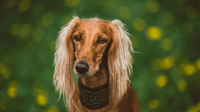 Understanding the Saluki: Traits, History, and Care of the Persian ...