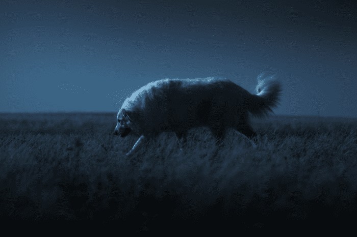 Why Is My Dog Waking in the Middle of the Night to Poop? - PetHelpful