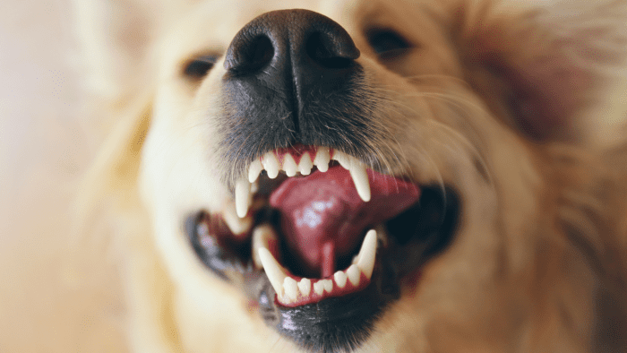 10 Causes of Dogs Foaming at the Mouth - PetHelpful