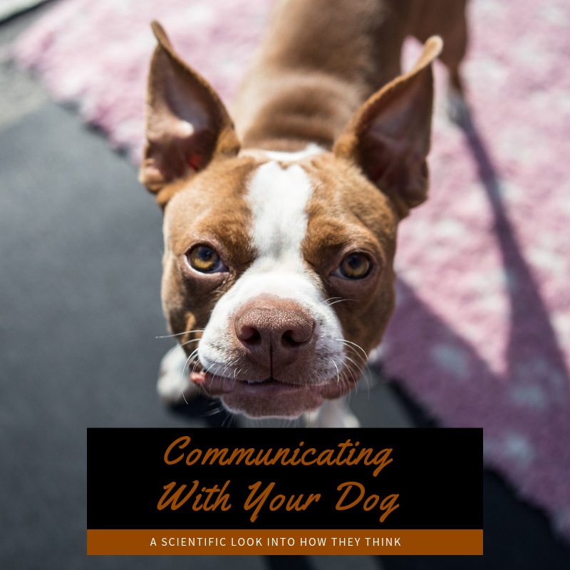 Your Dog Is Smarter Than You Think: Research and Studies About ...