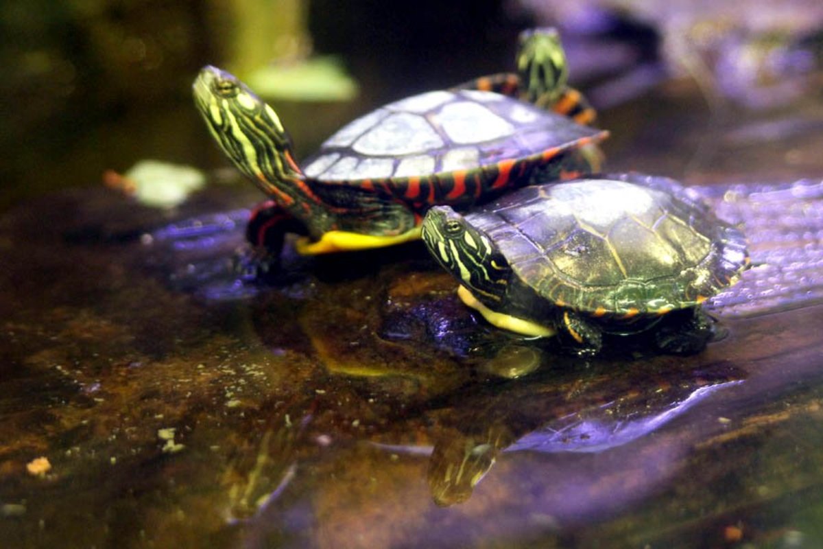 5 Myths About Pet Turtles - PetHelpful