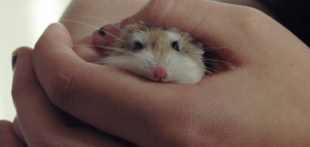 How to Spot a Sick Mouse: Common Illnesses in Pet Mice - PetHelpful