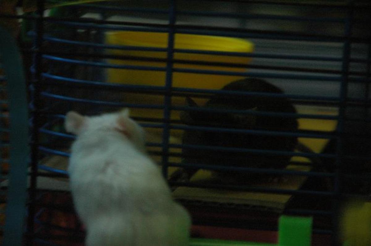 Alpha Mouse: How to Tell if Your Mice Are Fighting or Playing - PetHelpful