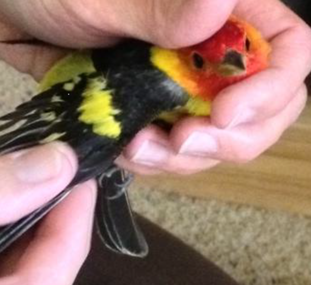 What to Do If You Find an Injured Wild Bird - PetHelpful