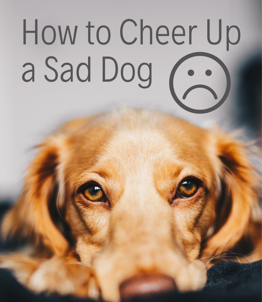 7 Best Methods to Cheer Up a Sad or Depressed Dog - PetHelpful