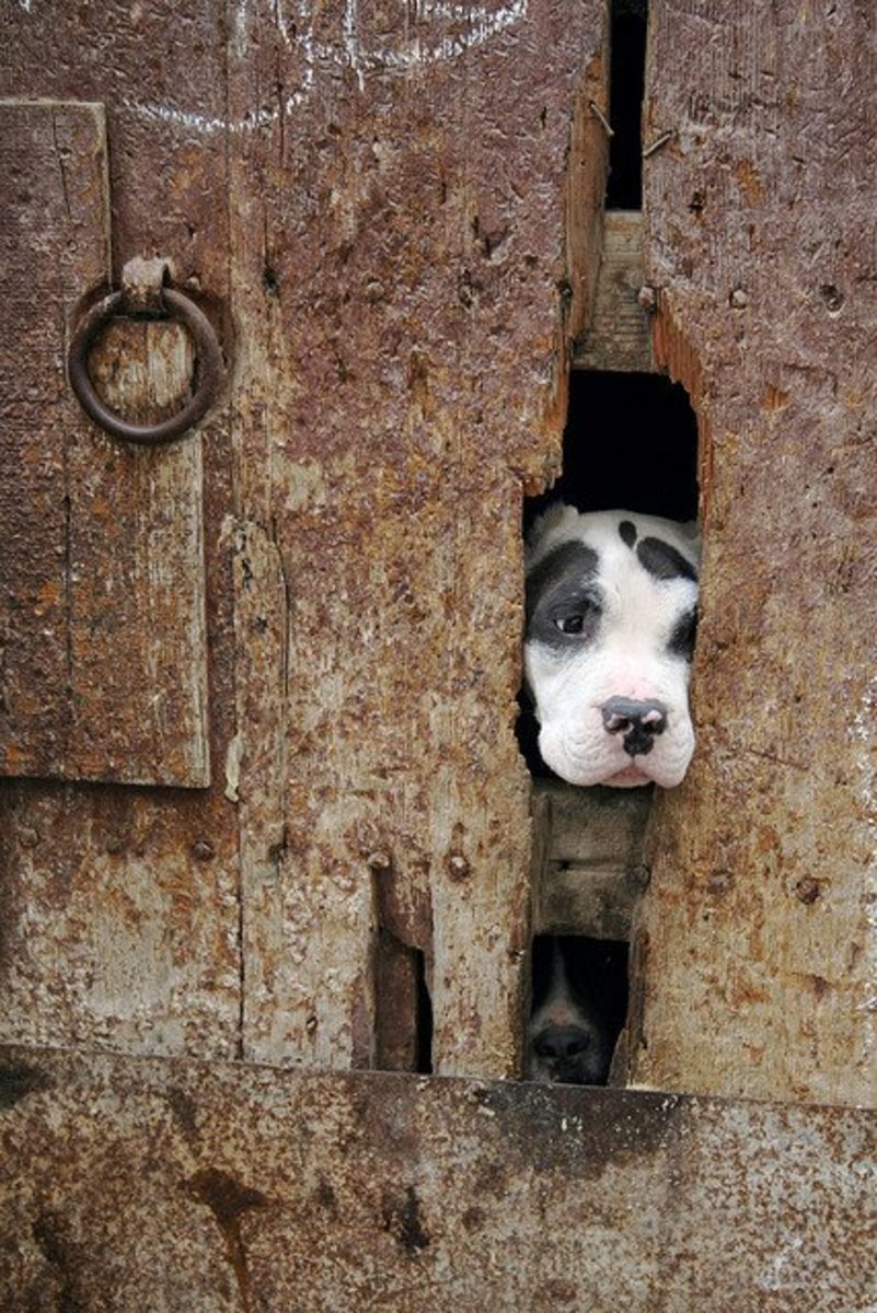 Arabic and Moroccan Names for Dogs - PetHelpful