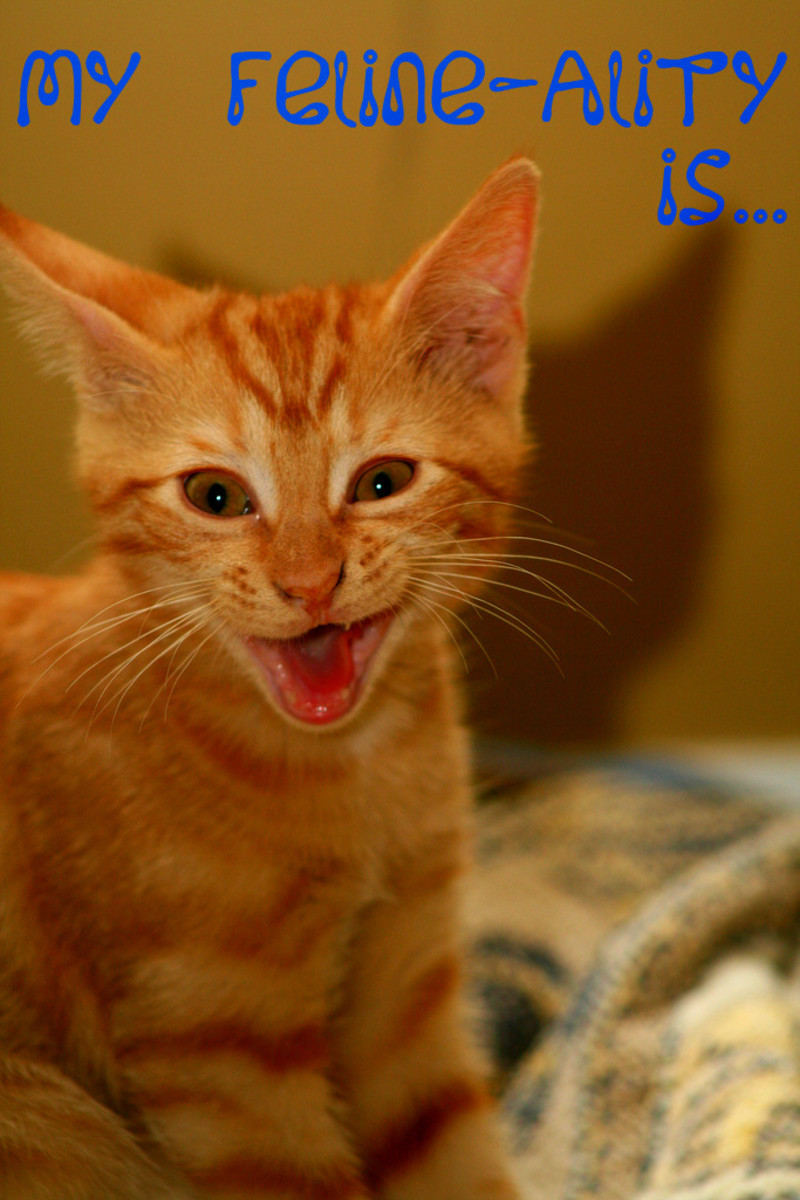 The 9 Cat Personalities: Feline-ality and Meet Your Match - PetHelpful