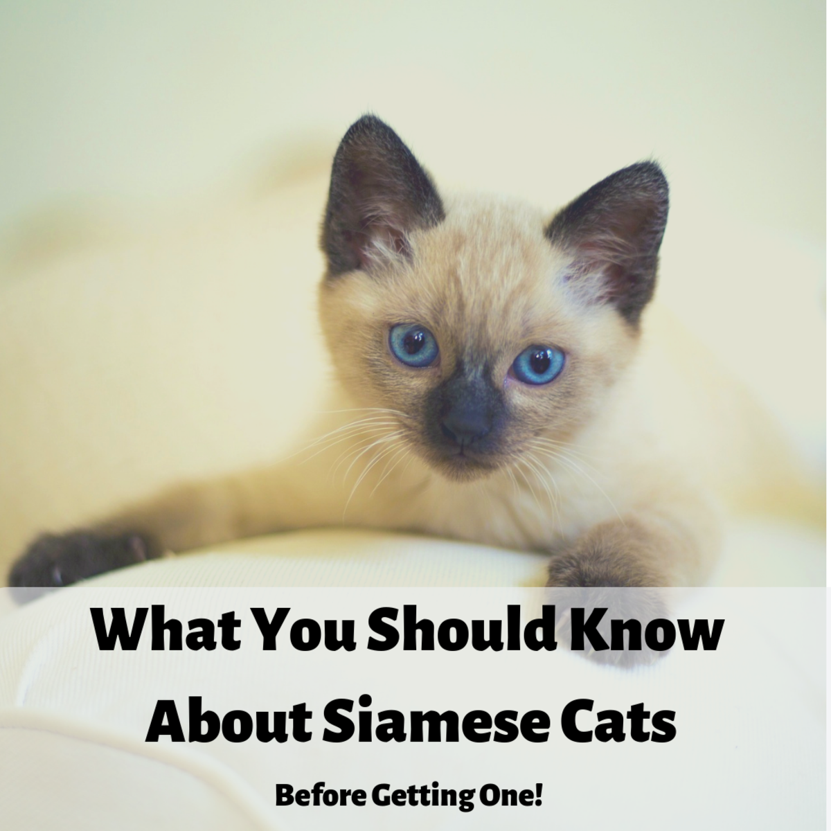 Siamese Cats What You Should Know PetHelpful
