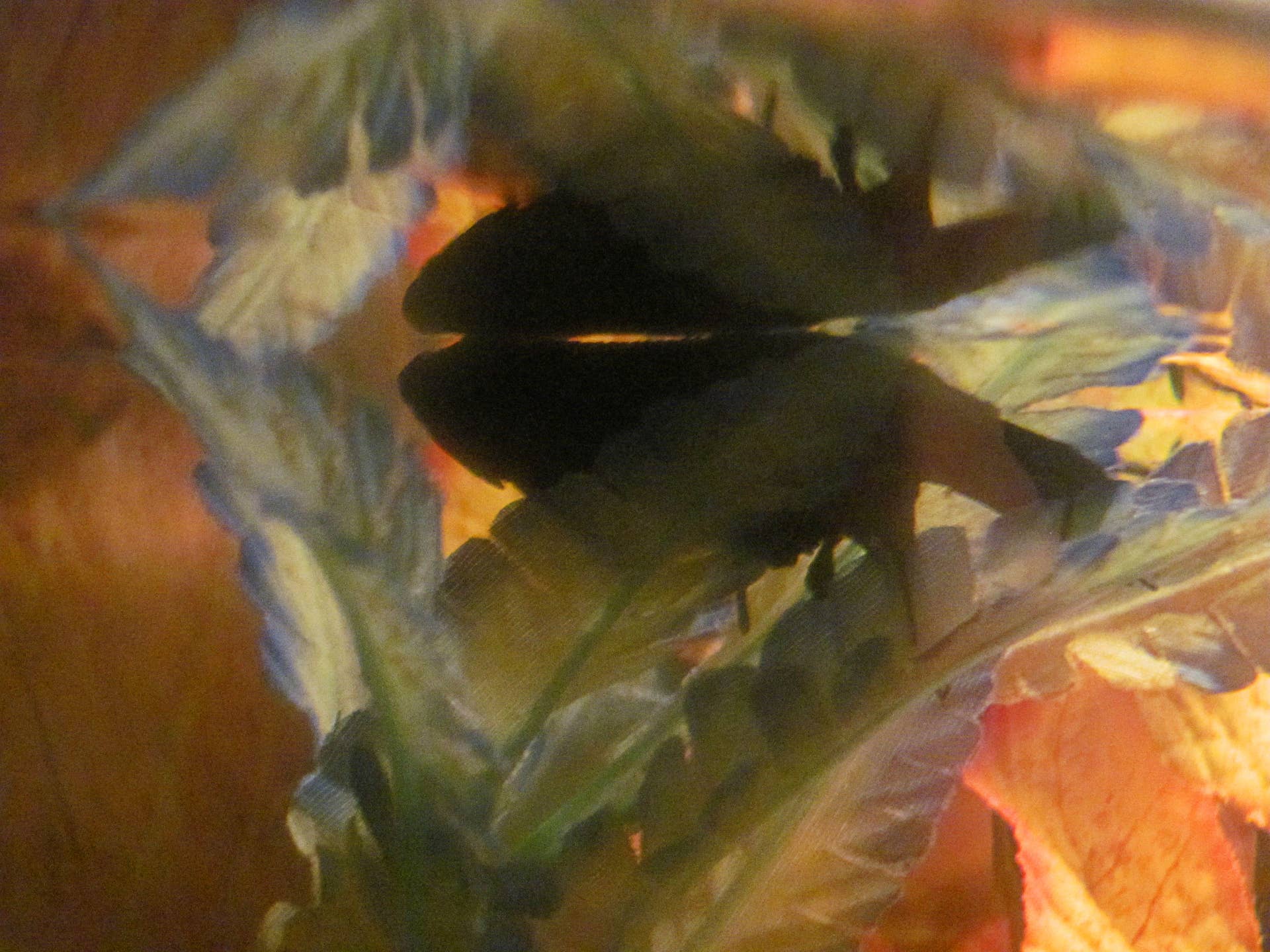 How to Care for an Old Betta Fish - PetHelpful