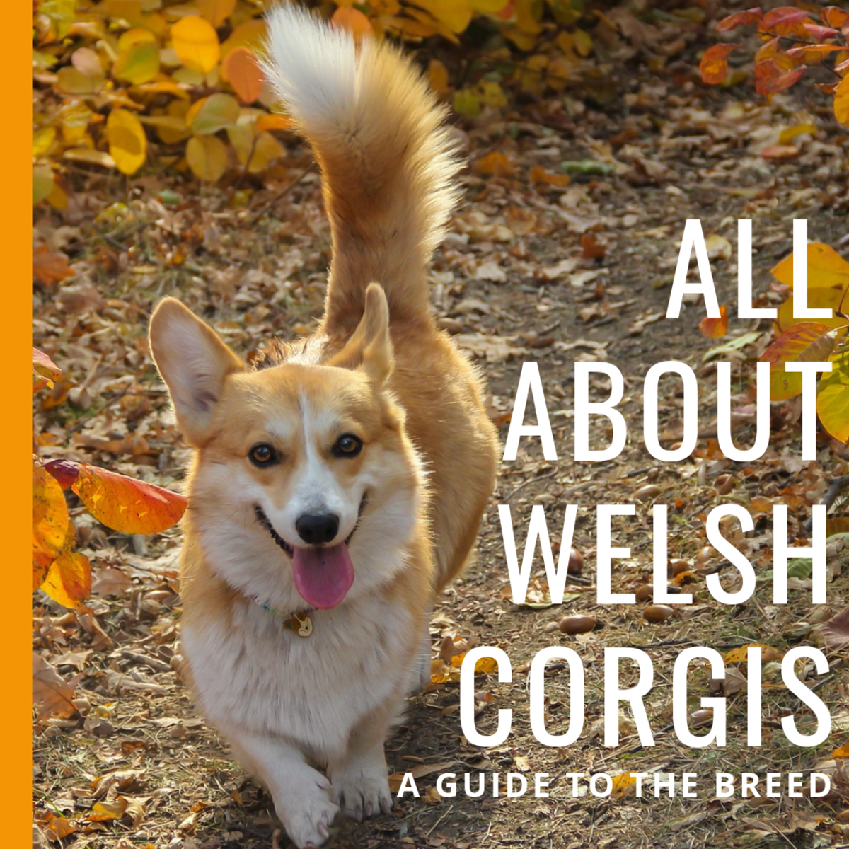 Welsh Corgi Breed Information: What You Really Need to Know - PetHelpful