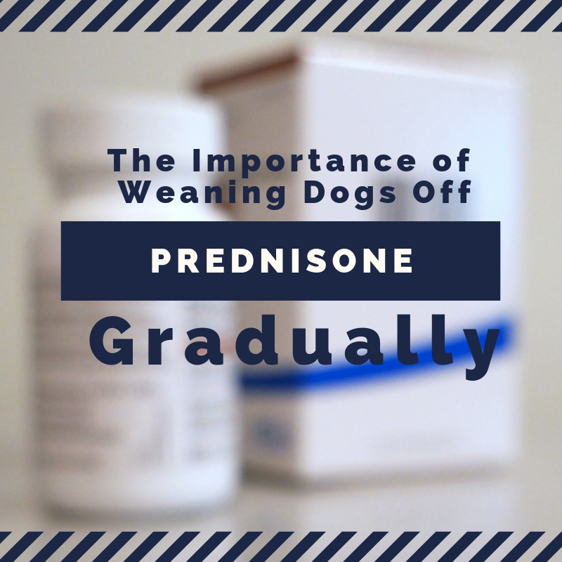 The Importance of Gradually Weaning Dogs Off Prednisone - PetHelpful