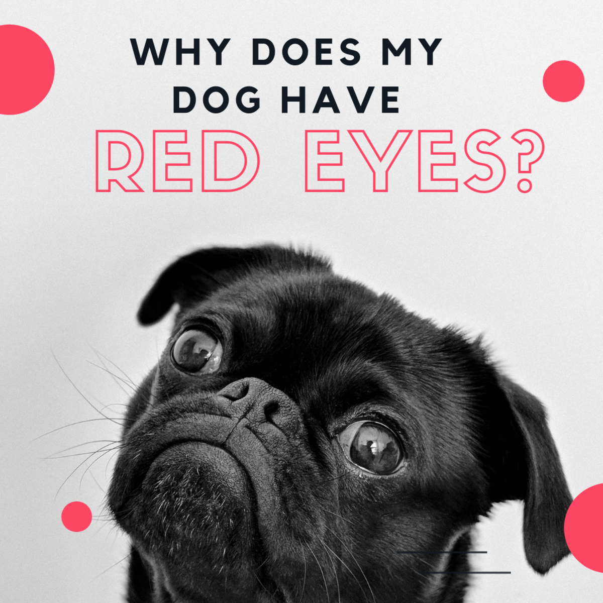 7 Serious Reasons Your Dogs Eyes Are Red and Inflamed and What to Do ...