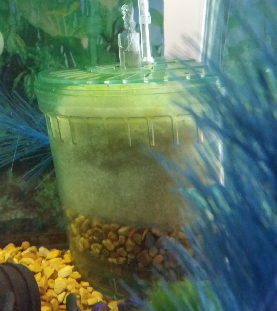 Box filter aquarium store