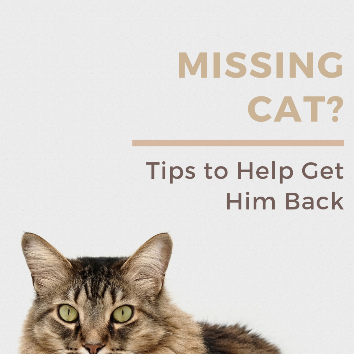 10 Helpful Tips for How to Find a Lost or Missing Cat - PetHelpful