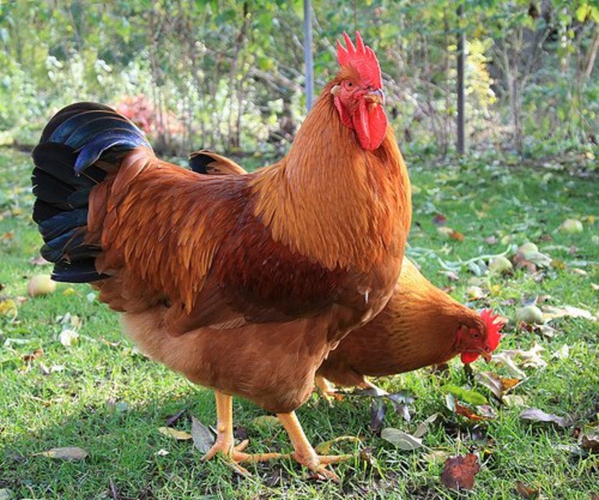 12 Big Tips for Raising Backyard Chickens - PetHelpful