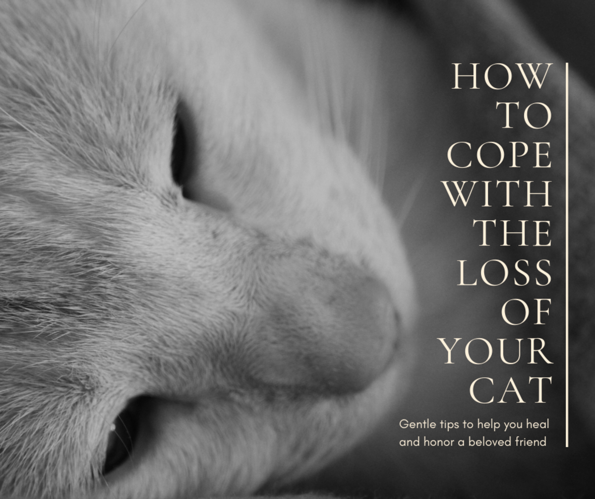 When Your Cat Dies: Gentle Tips to Heal Your Grieving Heart - PetHelpful