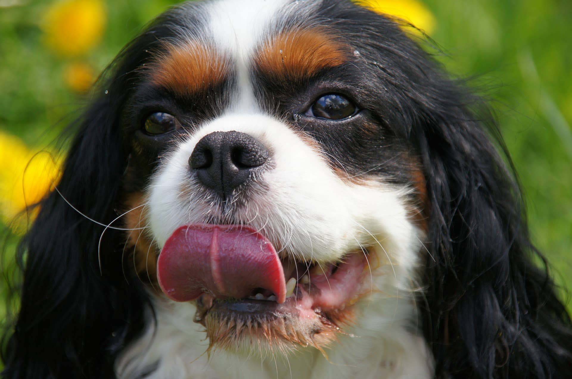 Why Is My Dog Coughing? - PetHelpful