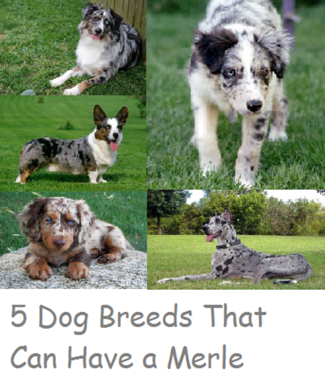 5 Dog Breeds That Can Have a Merle Coat - PetHelpful