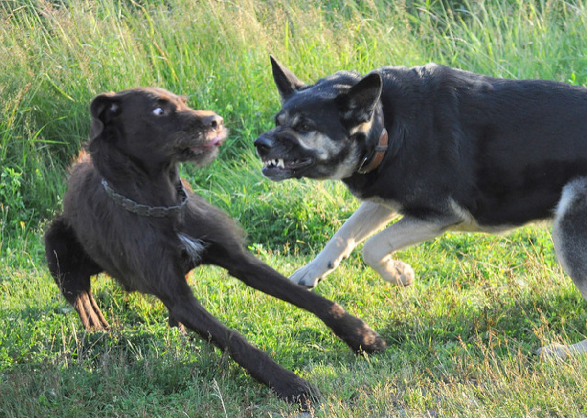 How to Protect Your Dog From Being Attacked: 4 Strategies - PetHelpful