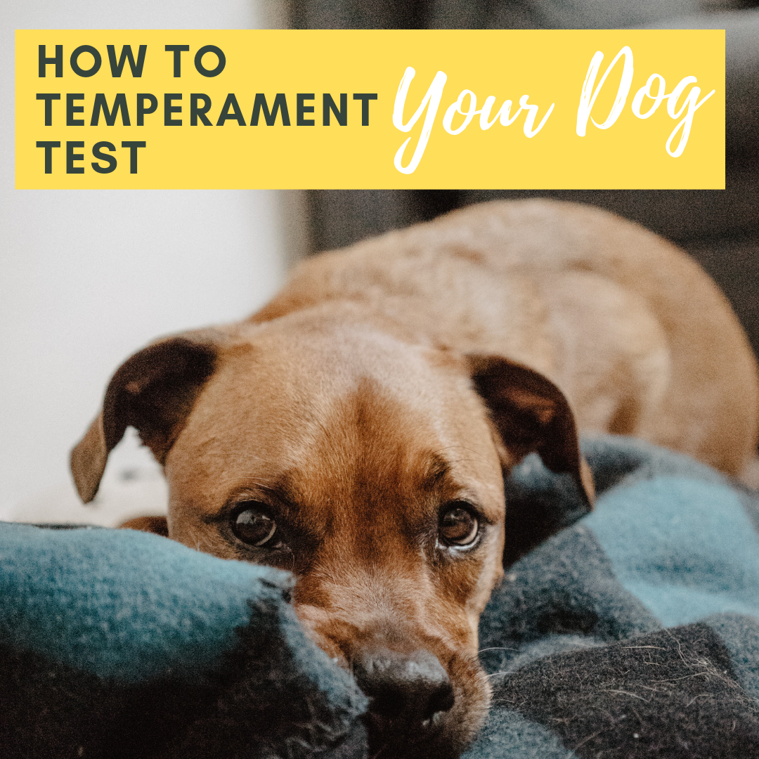 How to Test Your Newly-Adopted Shelter Dog's Personality - PetHelpful