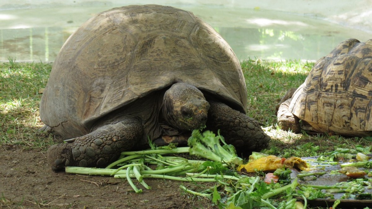 Turtle Care 101: How to Take Care of a Turtle - PetHelpful