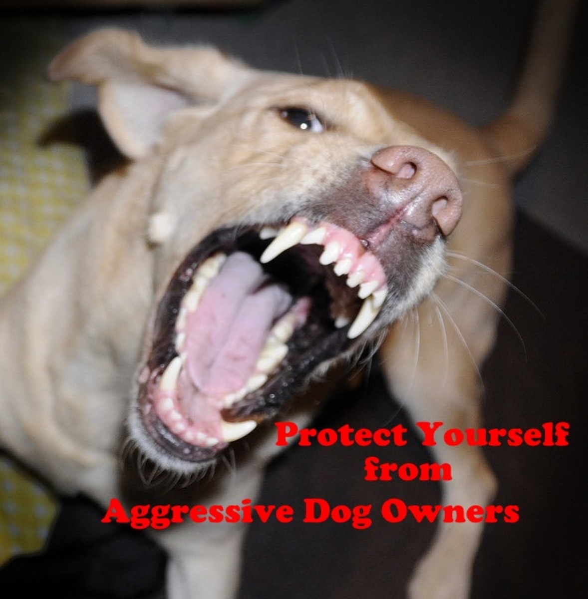 How to Protect Yourself From Aggressive Dogs and Their Owners - PetHelpful