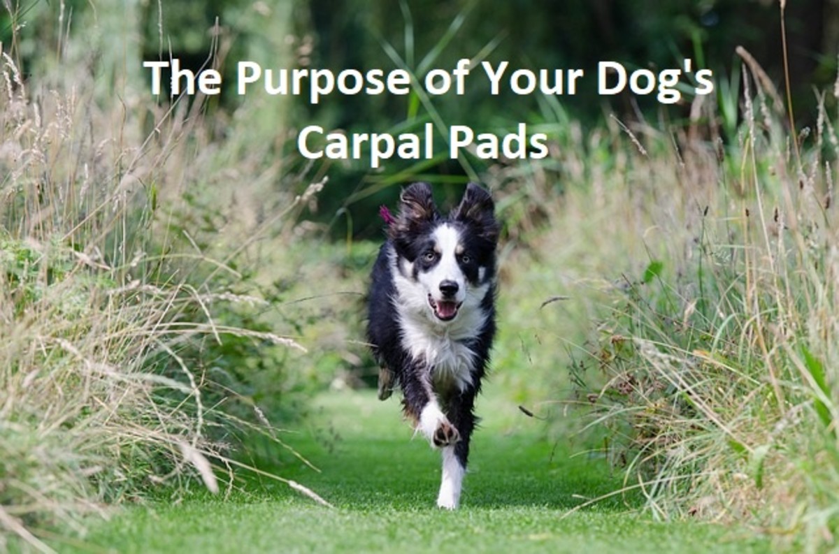 What's the Purpose of Your Dog's Carpal Pads? - PetHelpful