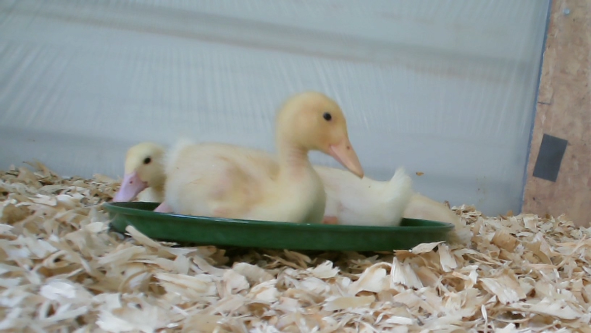 How to Raise, Feed, and Care for Baby Ducks - PetHelpful