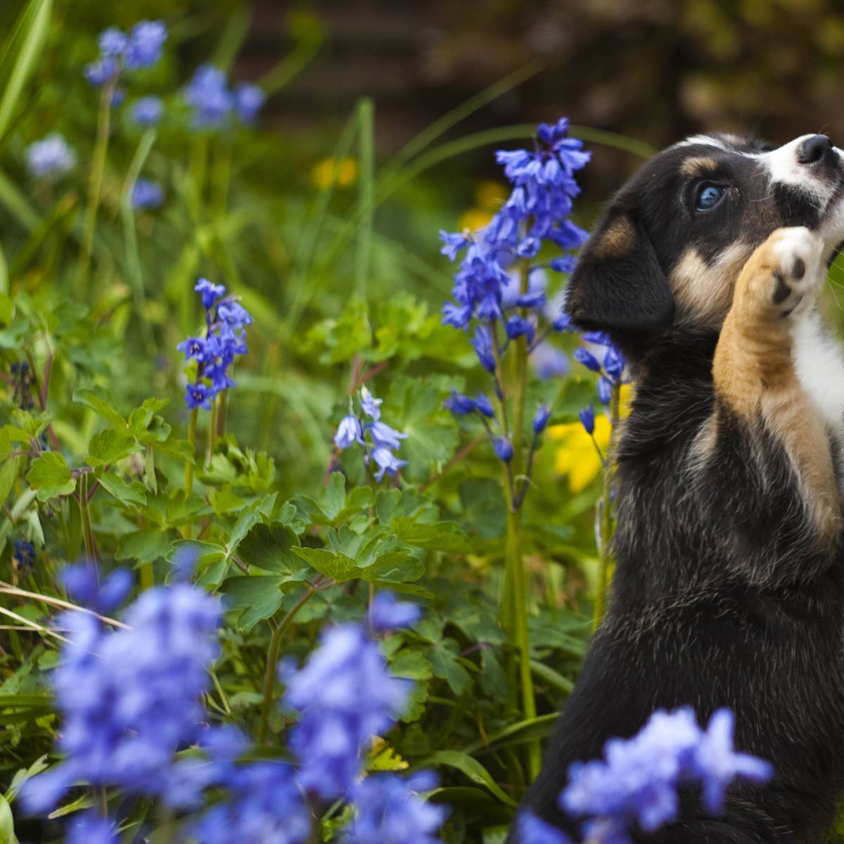 10 Worst Dog Names Pethelpful